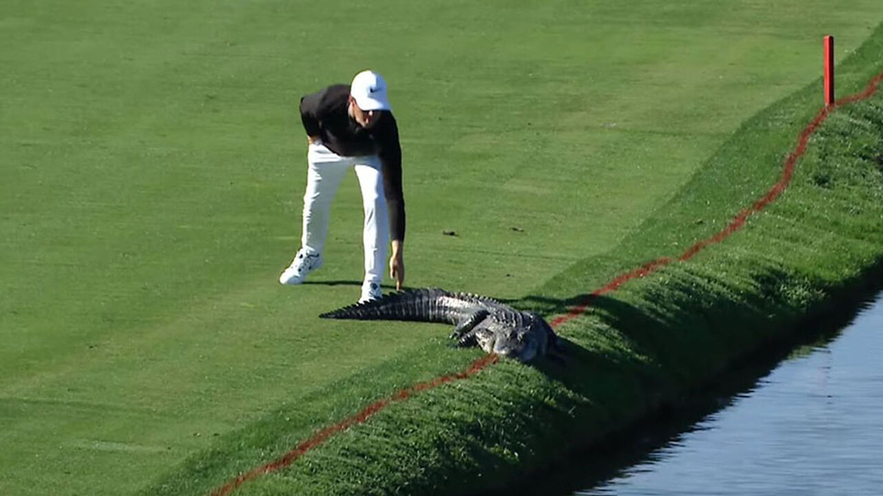 Golfer duwt alligator nonchalant terug in het water | sporza