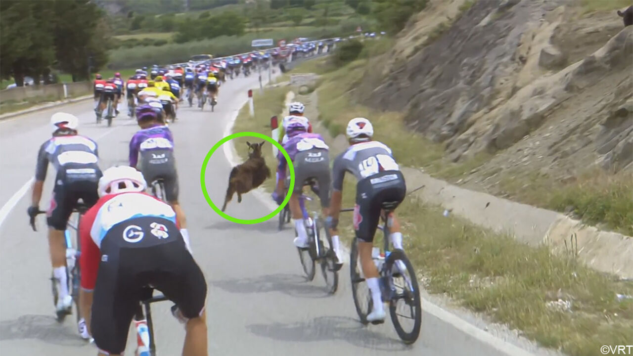 Wielertransfers: Giro-renner die aangevallen werd door geit vindt onderdak bij NSN Cycling Team ...